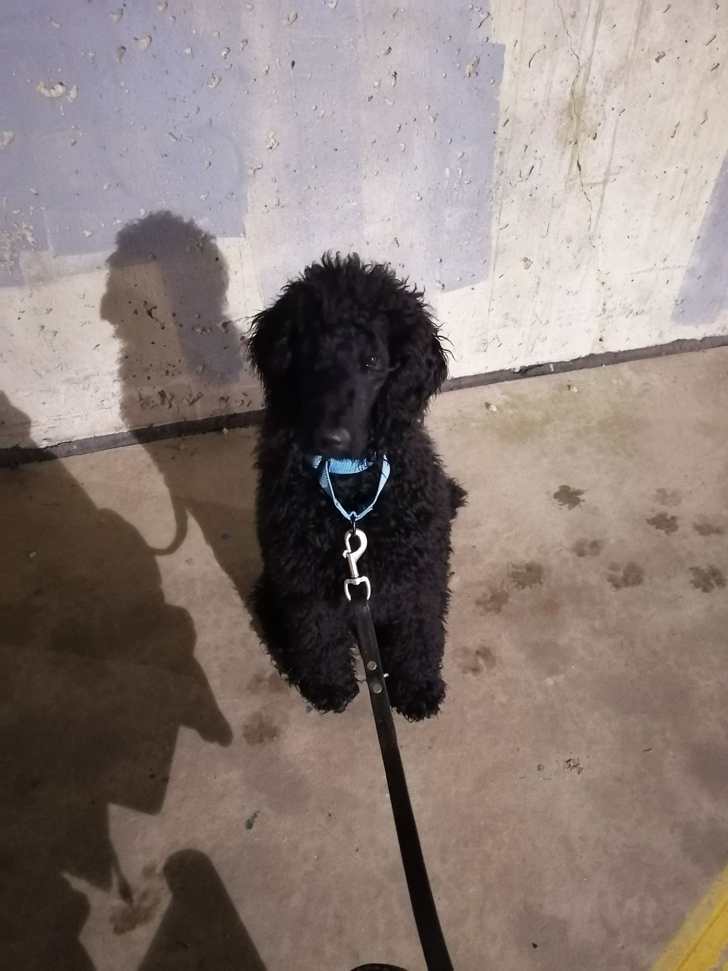 The Innocence of a Puppy learning to become a Service Dog – Dr Kelly ...