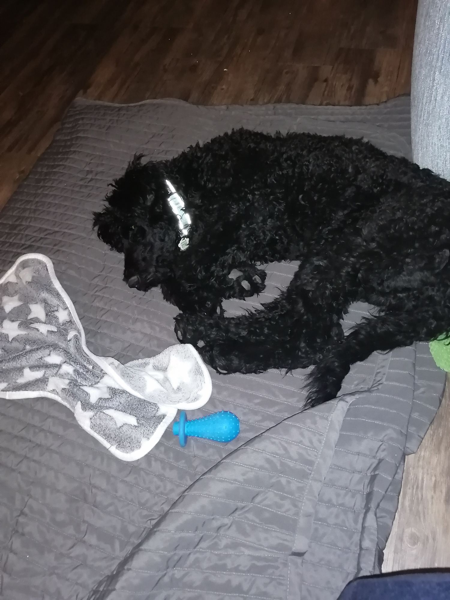 Bobby Meets His Trainer – Dr Kelly Fleming